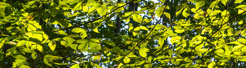 Bienfaits l'orme rouge - compléments alimentaires | Arkopharma
