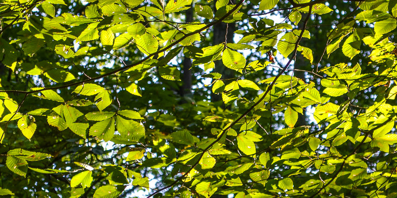 Bienfaits l'orme rouge - compléments alimentaires | Arkopharma