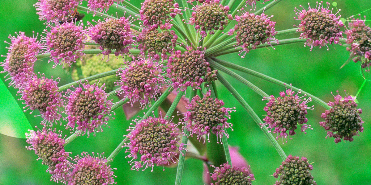 L'Angélique – Arkopharma