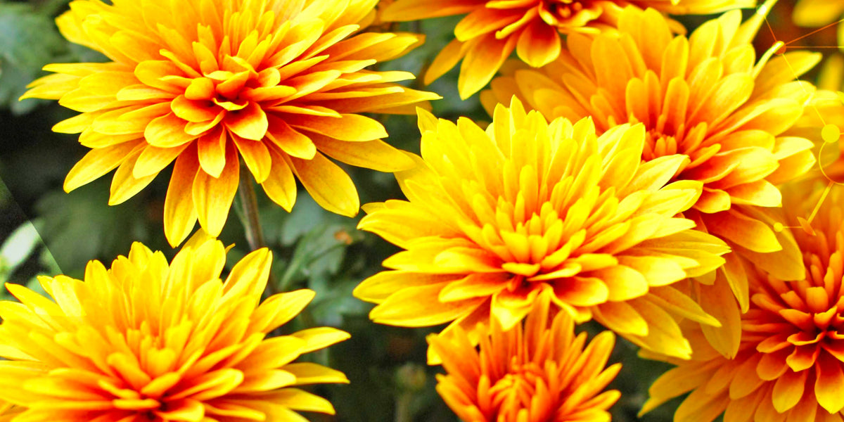 Bienfaits chrysanthellum - compléments alimentaires | Arkopharma