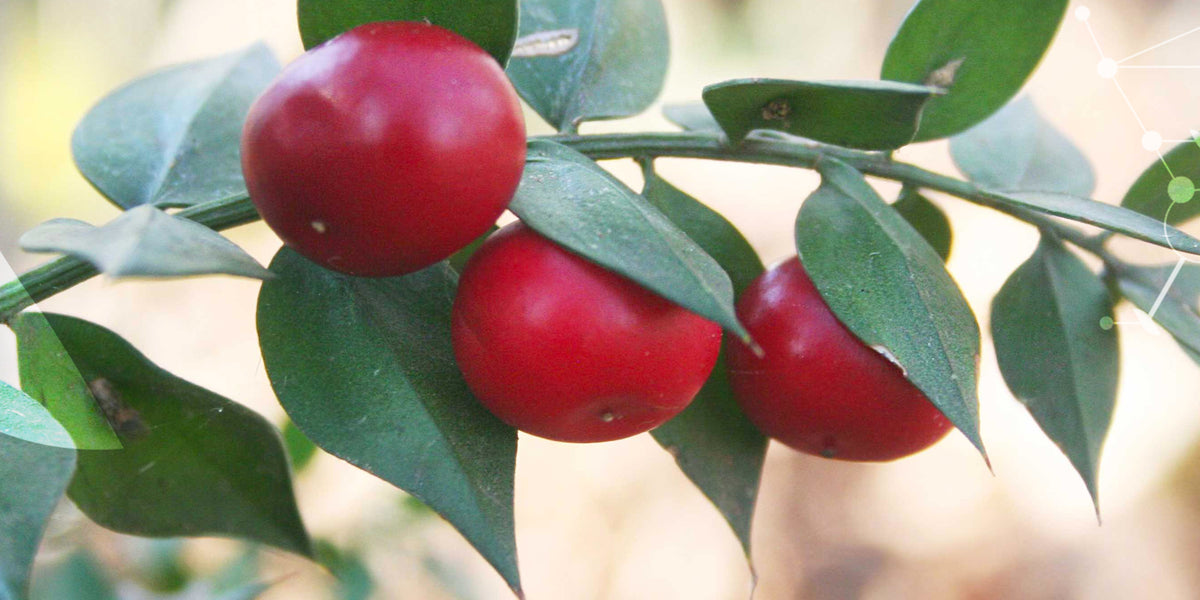 Bienfaits du Fragon – Arkopharma