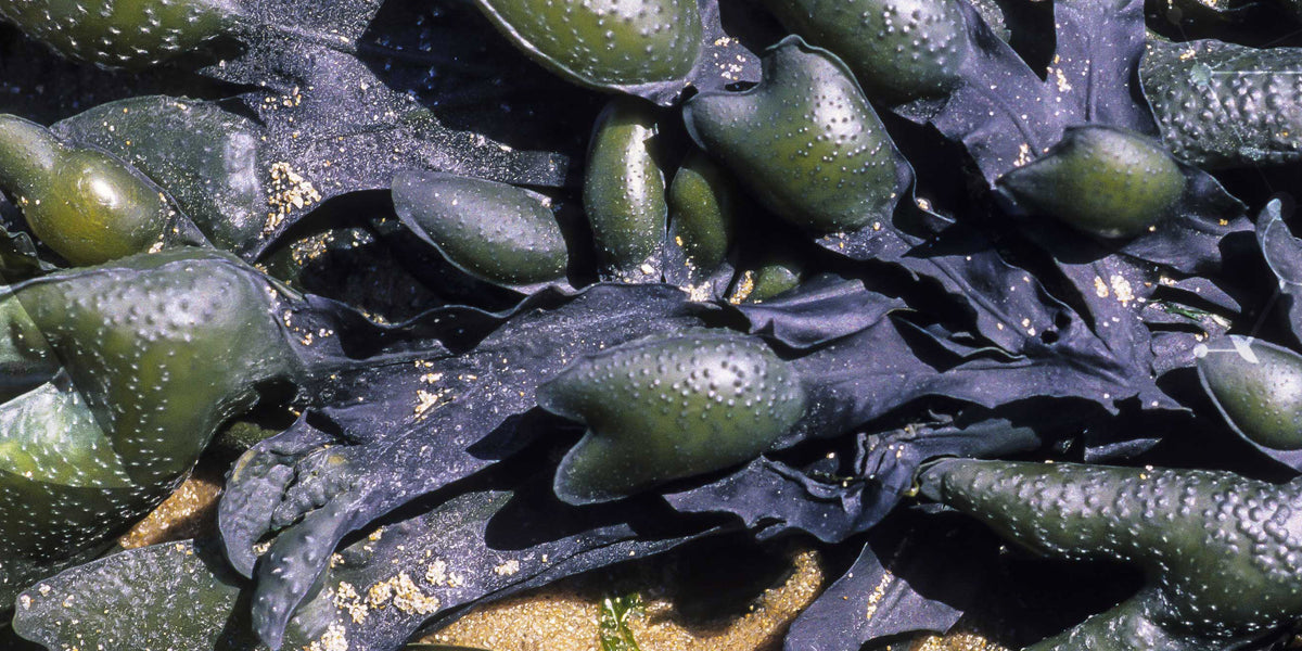 Bienfaits du Fucus – Arkopharma